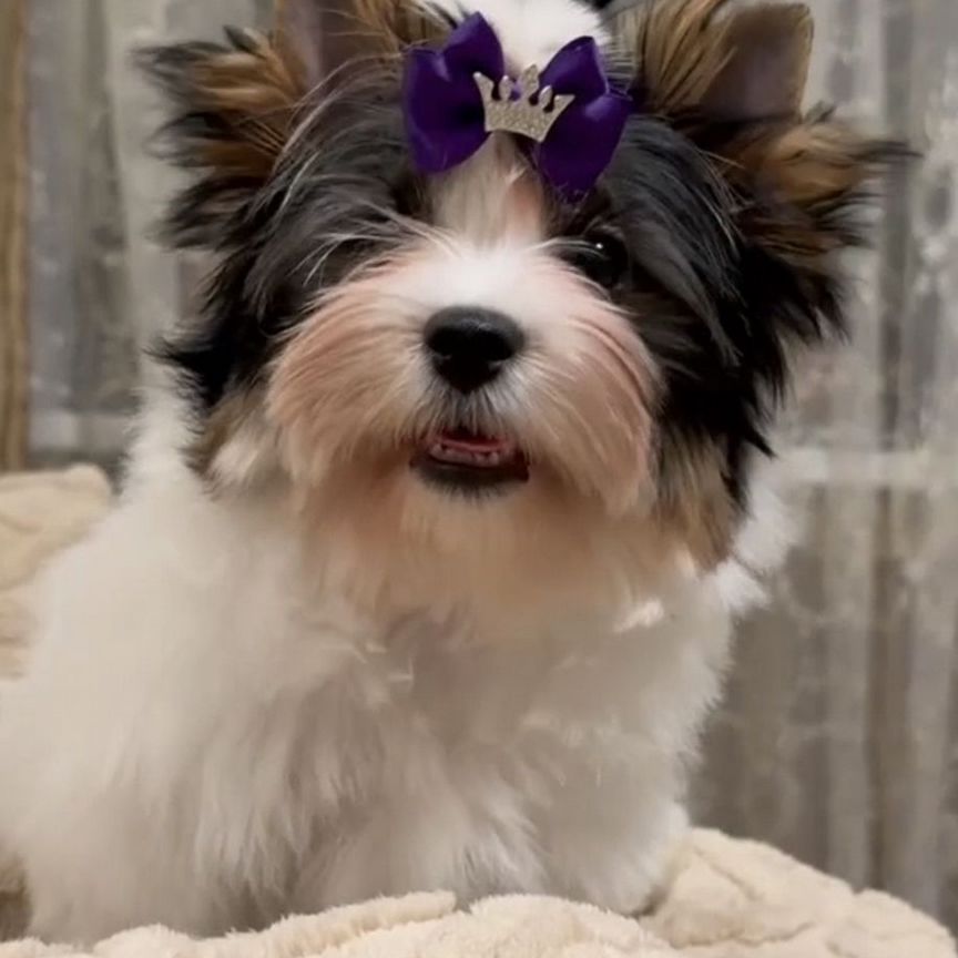 Бивер мальчик Рикки