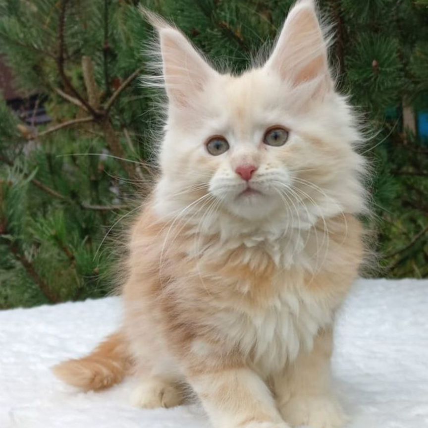 Котик ds22 шадет линии