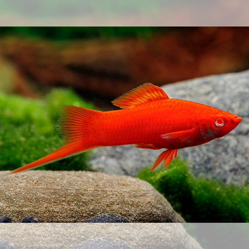 Аквариумные рыбки