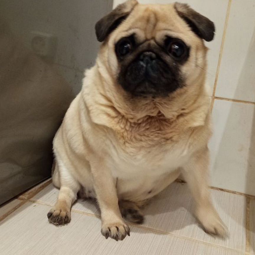 Отдам в добрые руки мопс