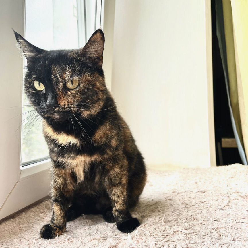 Кошка в дар