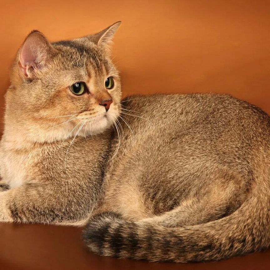 Кот чудесный слушатель