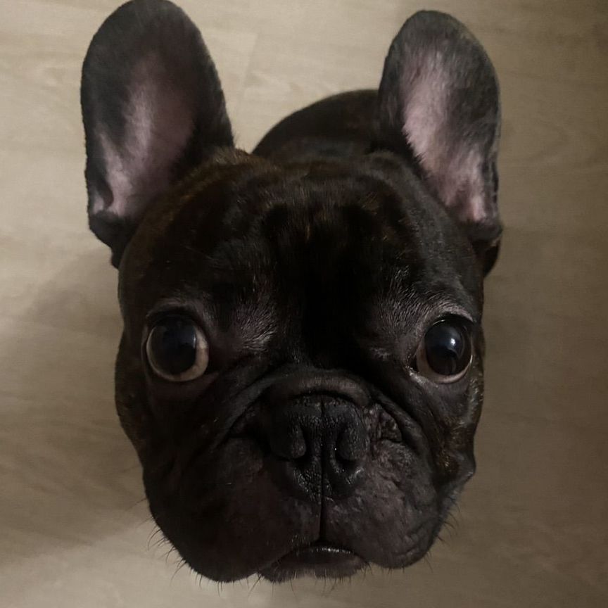 Французский бульдог, взрослый пёс