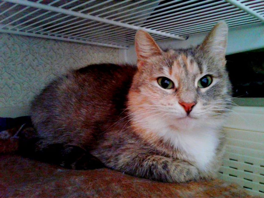 Кошка Матильда в дар