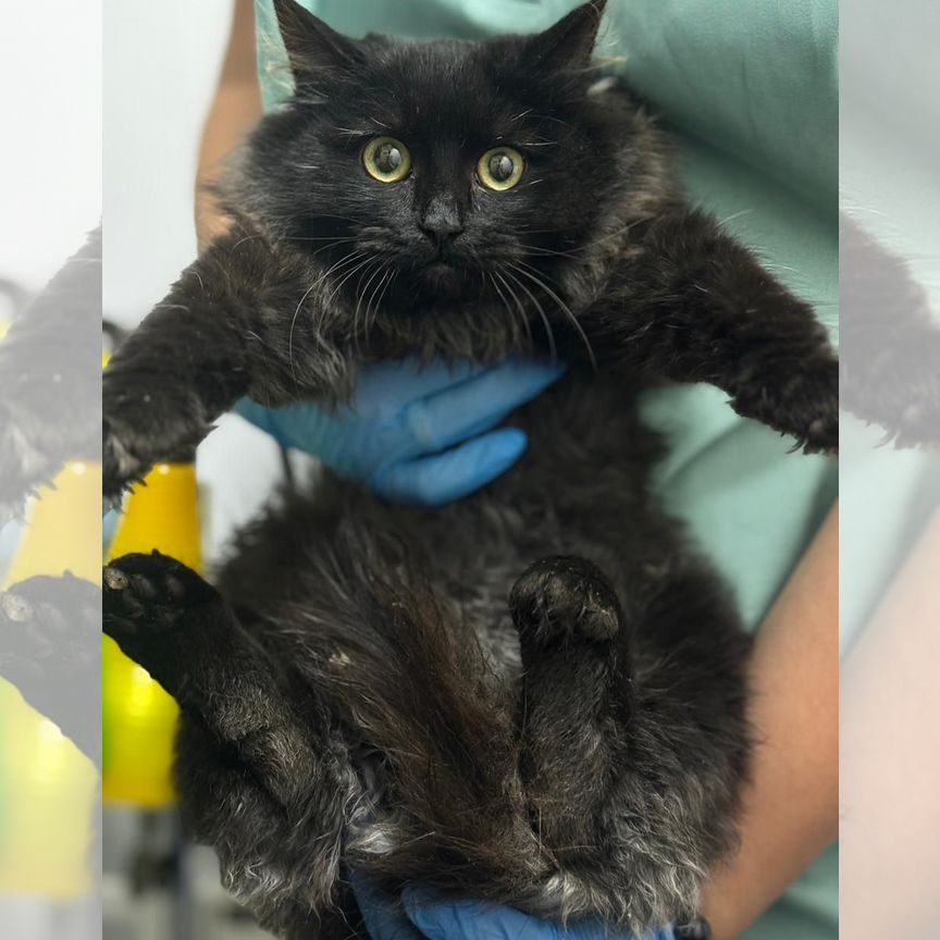 Пушистая черная кошка хочет стать домашней