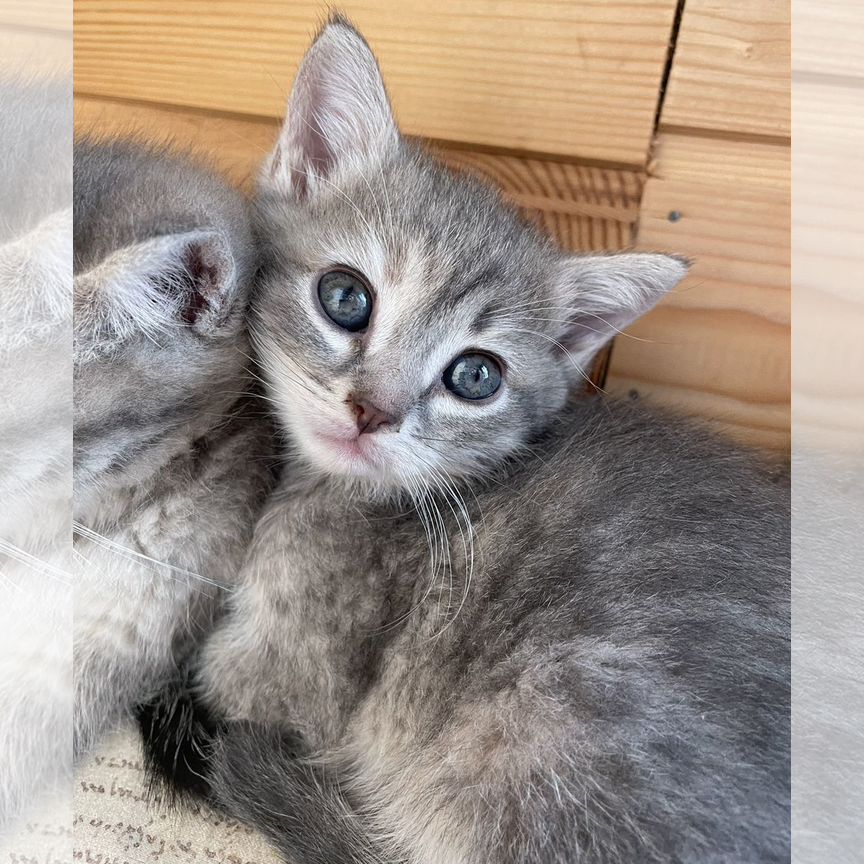 Котята в добрые руки