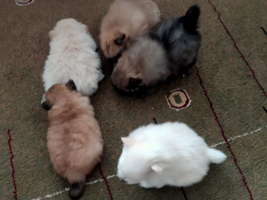 Померанский шпиц медвежьего типа