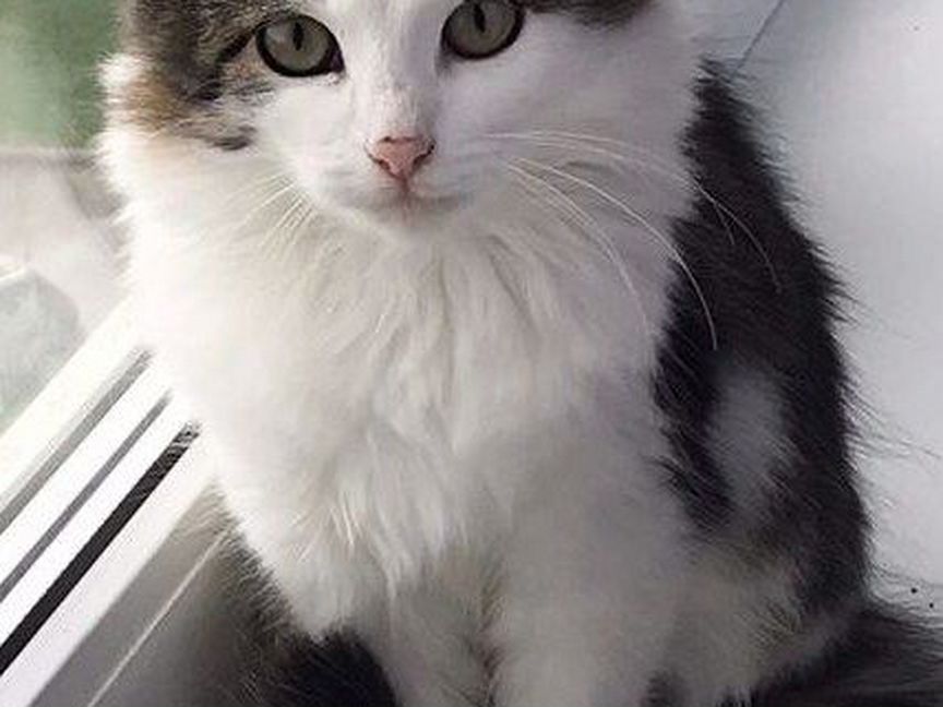 Кошечка Плюша(5 месяцев) в добрые руки