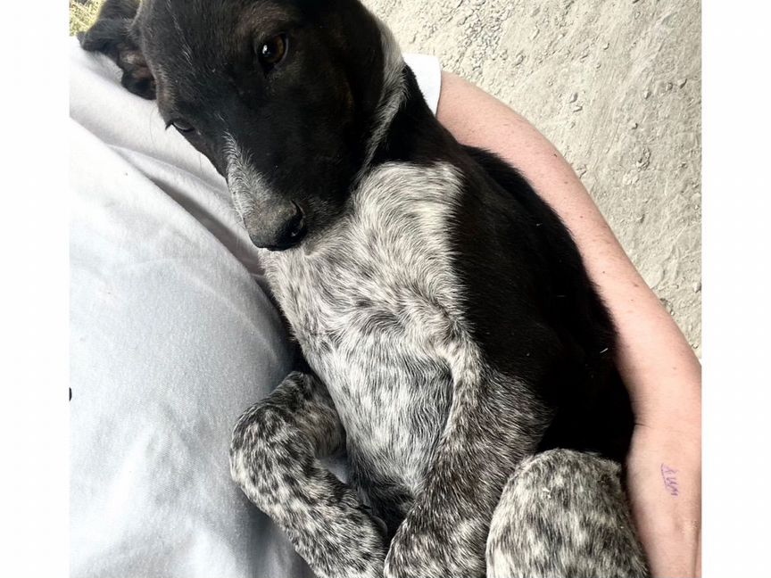 Курцхаар щенок помесь ищет семью