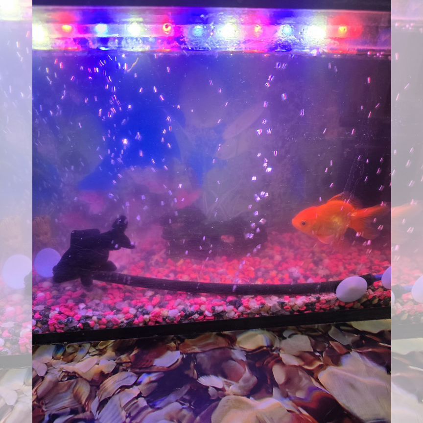 Аквариум с рыбками