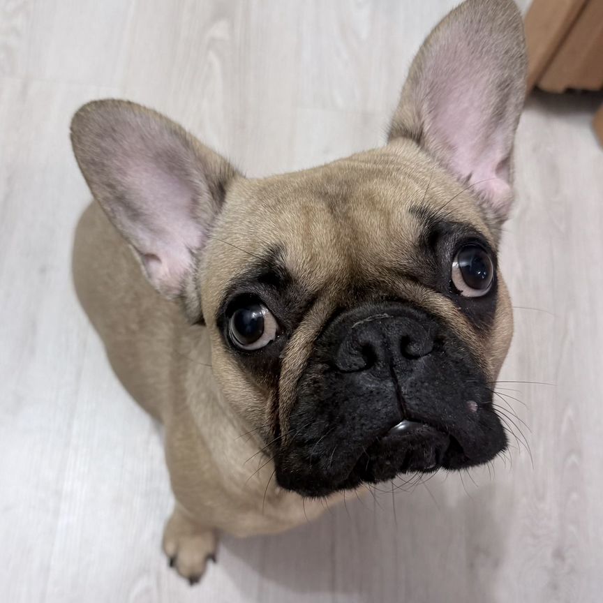 Французский бульдог, щенок