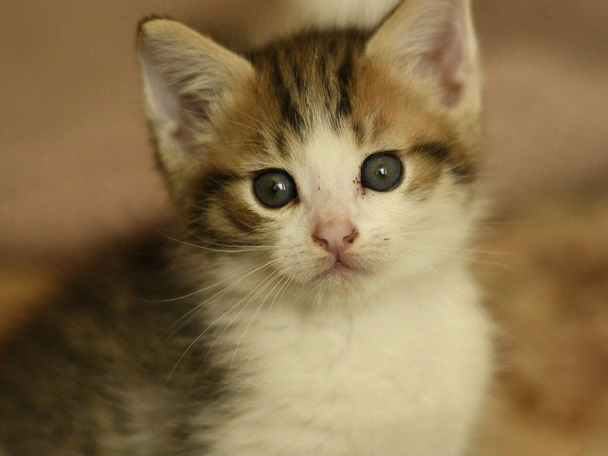 Котенок в добрые руки