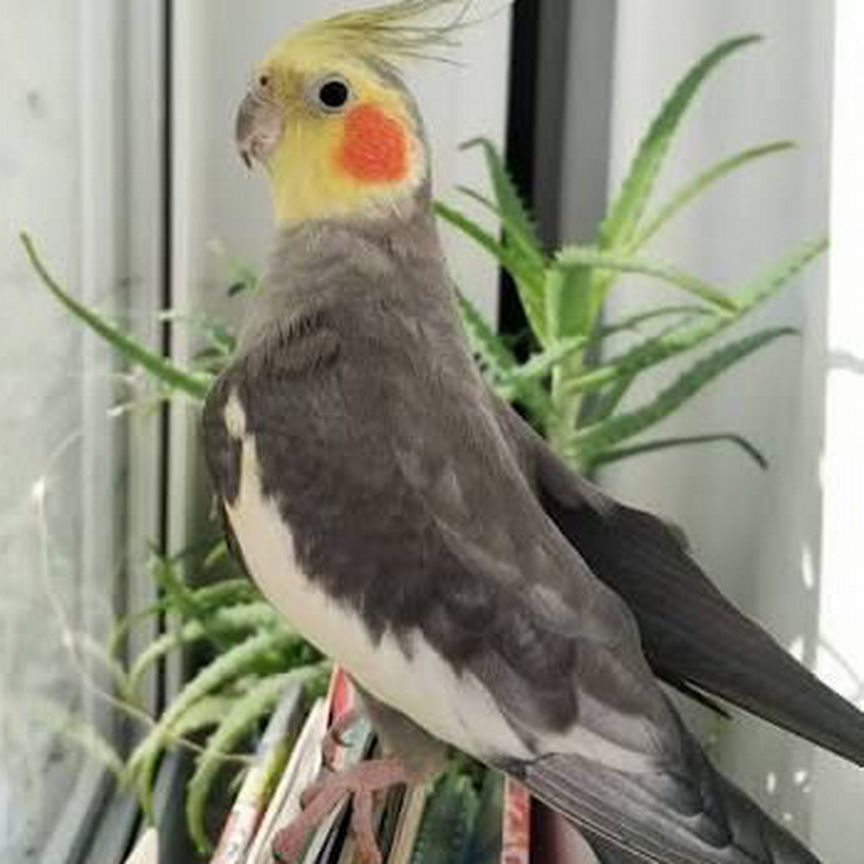 Попугай корелла с клеткой
