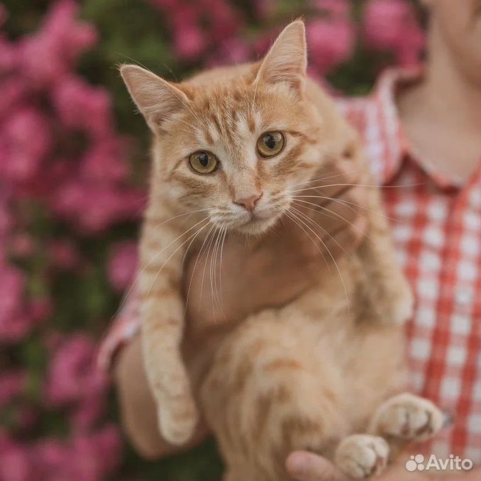 Кошечка Рыжулька ищет дом