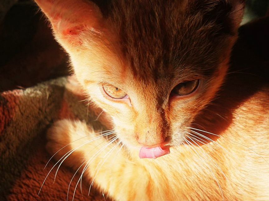 Котёнок. Котёночек. Котёнок