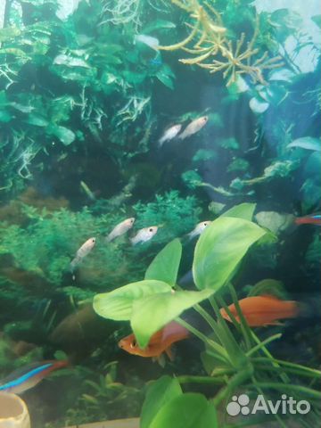 Мальки моллинезии