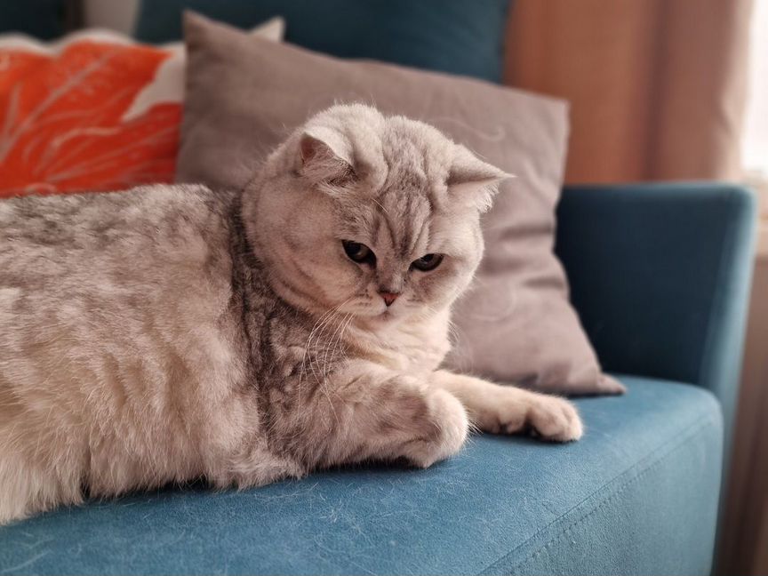 Кошки в добрые руки бесплатно