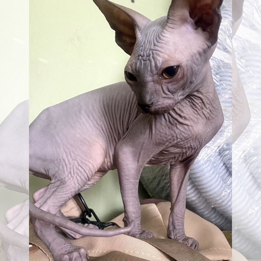 Канадский сфинкс котёнок