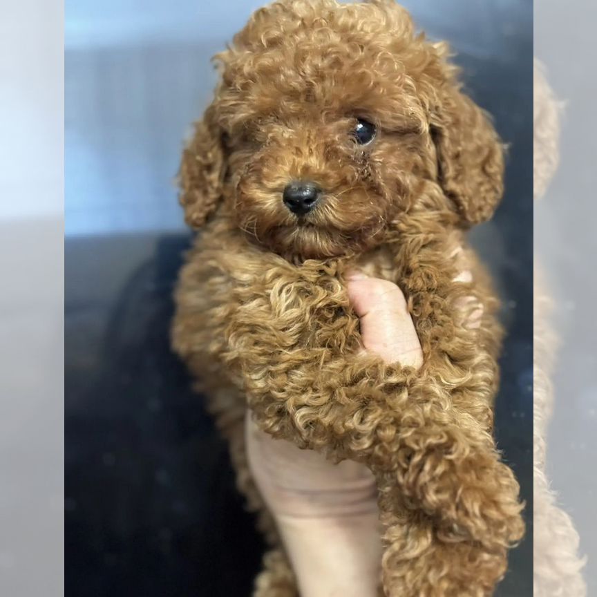 Той-пудель, щенок