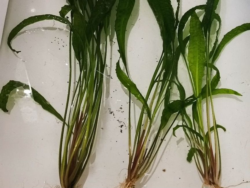 Аквариумные растения