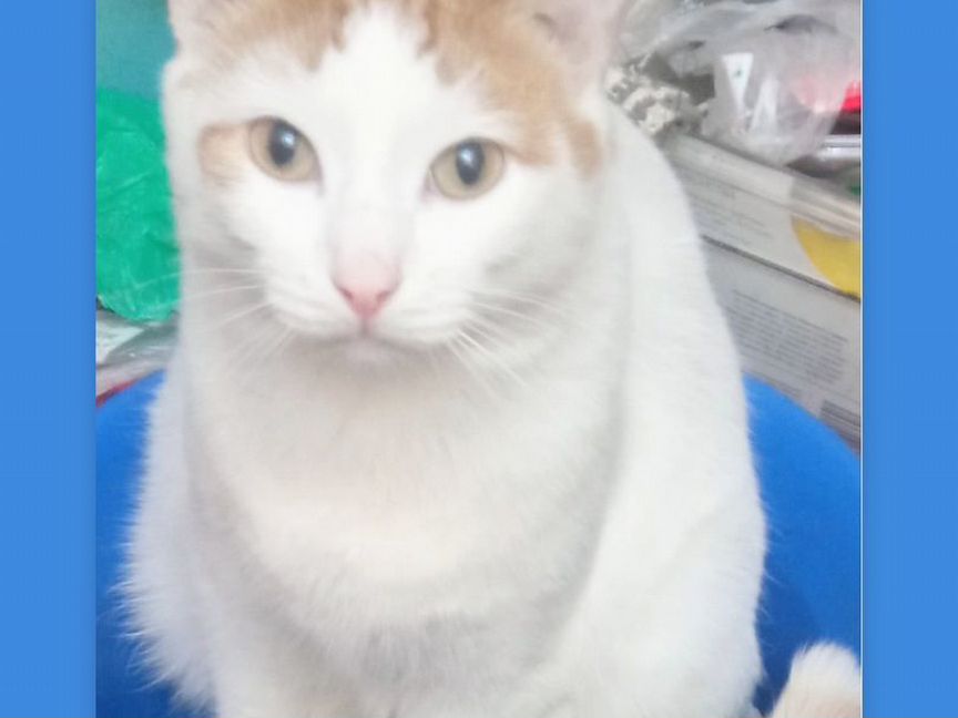 Потерялся кот