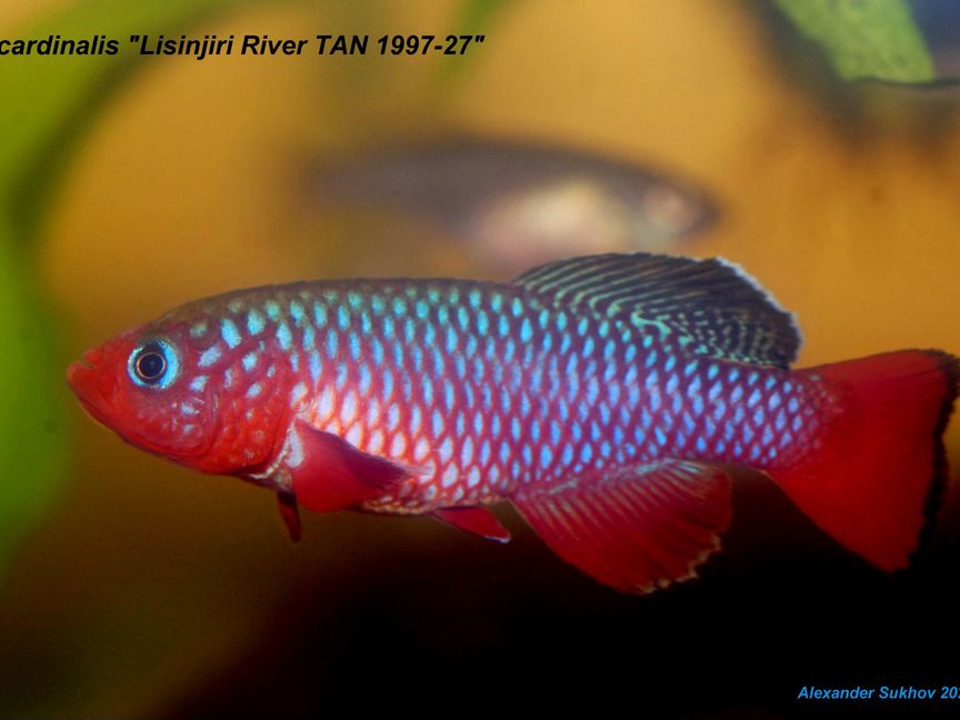 Нотобранхиус кардиналис (N.cardinalis)
