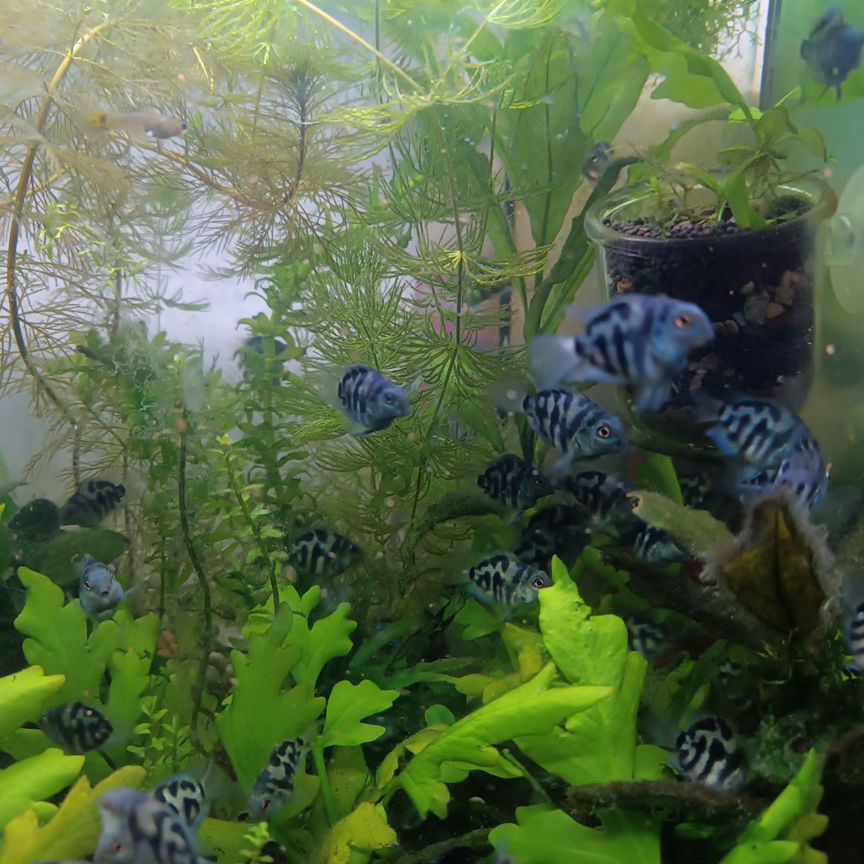 Рыбка сапфировый попугай