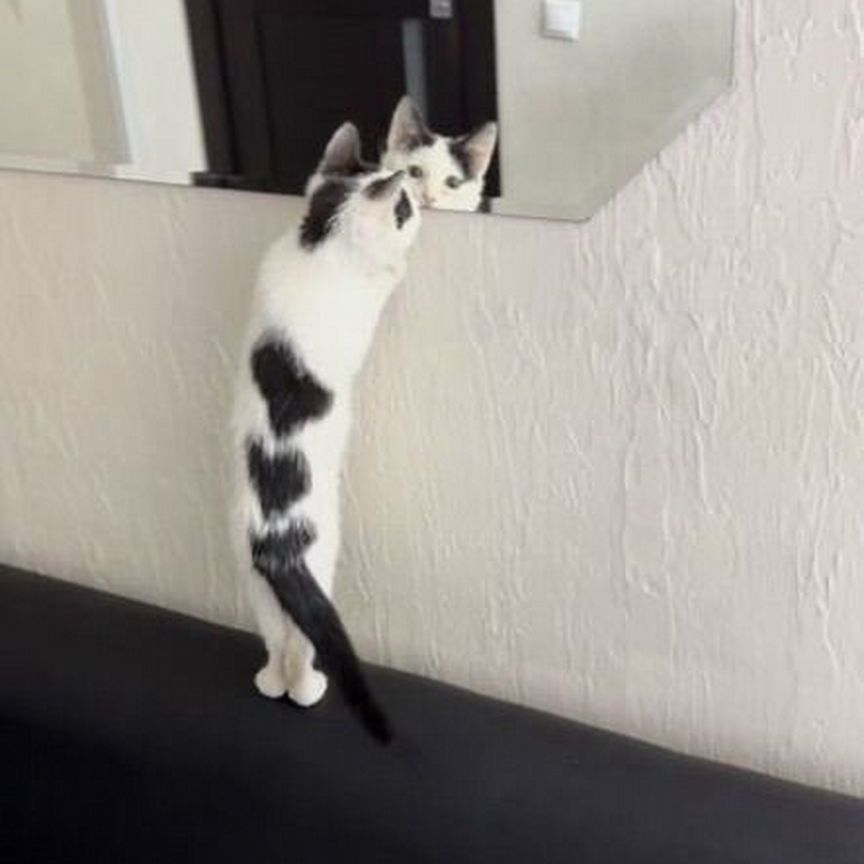 Котёнок девочка