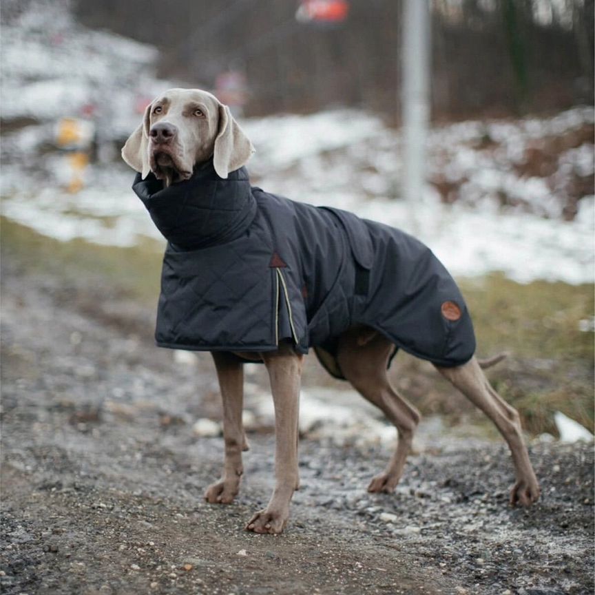 Дождевик bravehound