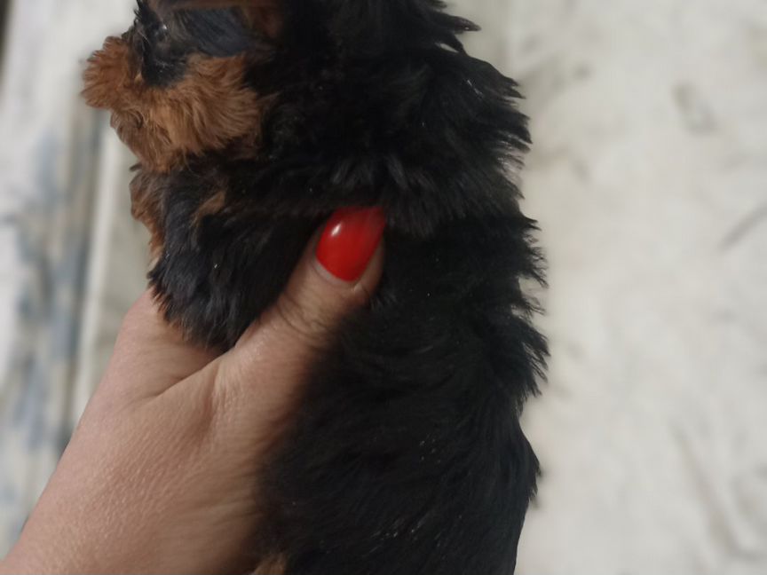 Йоркширский терьер мини беби фейс щенки