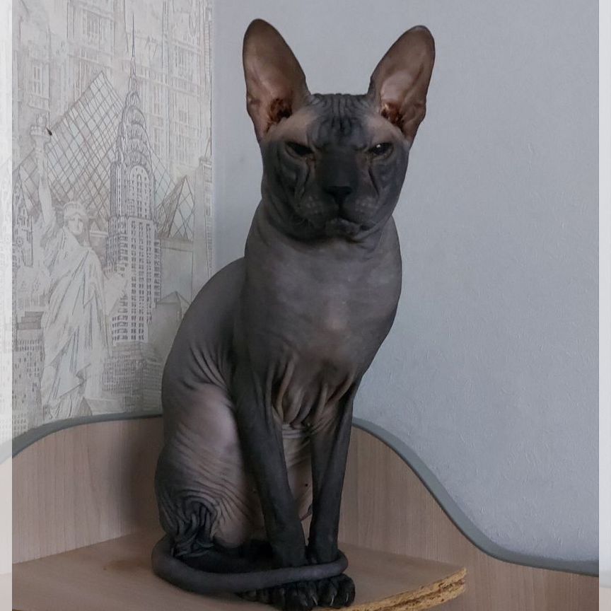 Донской сфинкс, взрослый кот