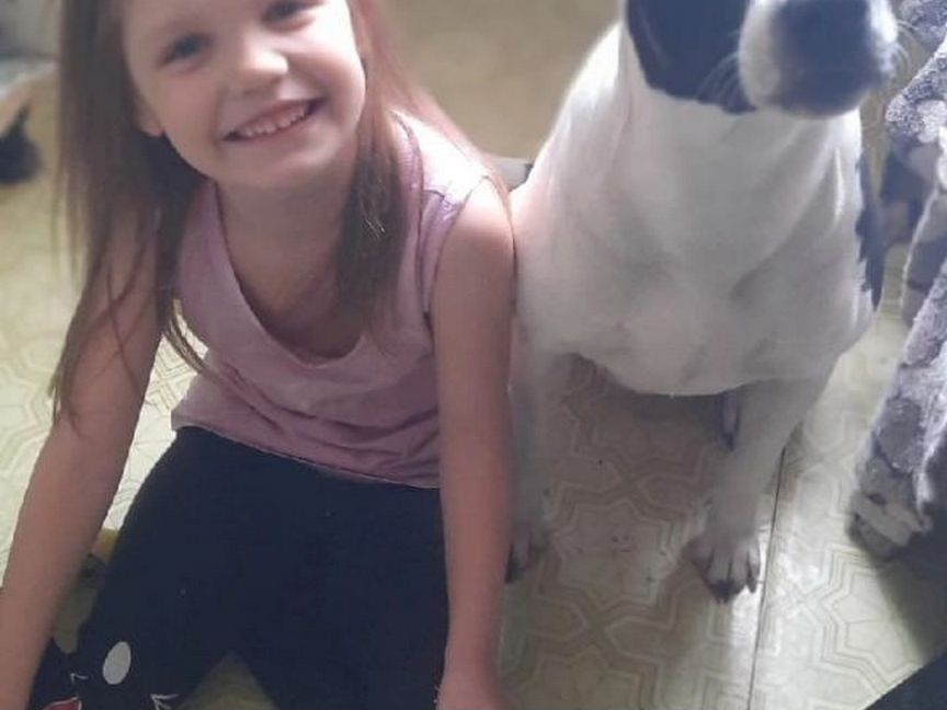 Собака в добрые руки отдам бесплатно