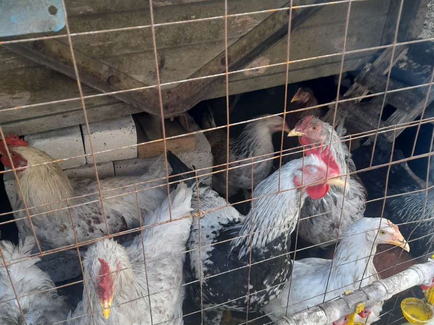 Петушки обмен на кур