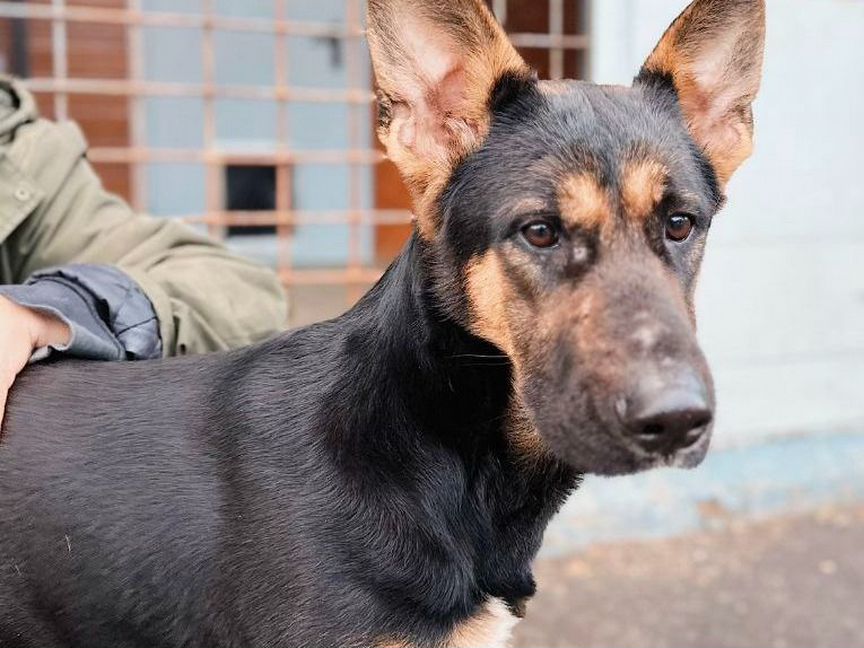 Ушастый Брюс очень ждёт хозяина