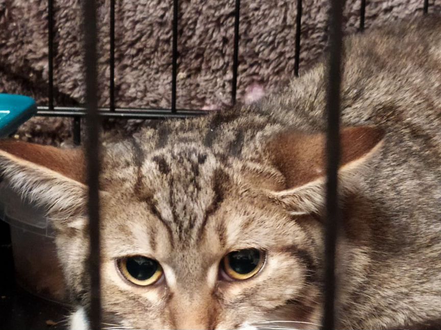 Котик в приюте, заберите домой