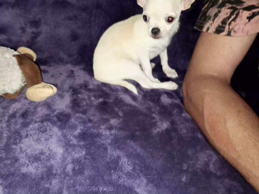 Чихуашка щенок