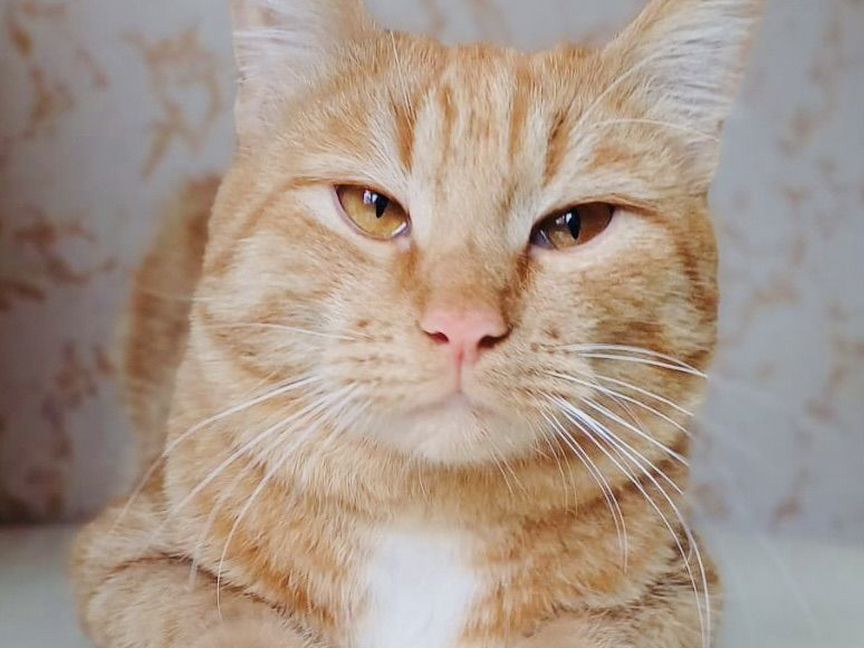 Котенок Лисик ищет семью