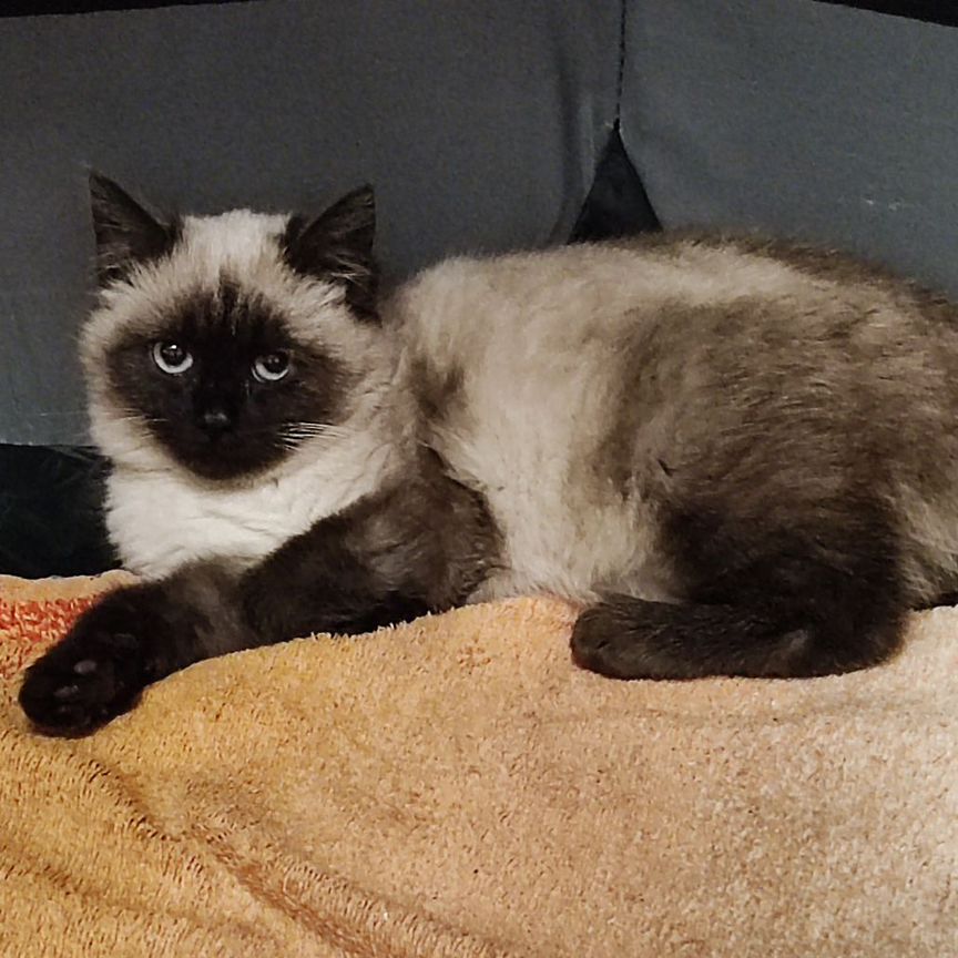 Котёнок в добрые руки