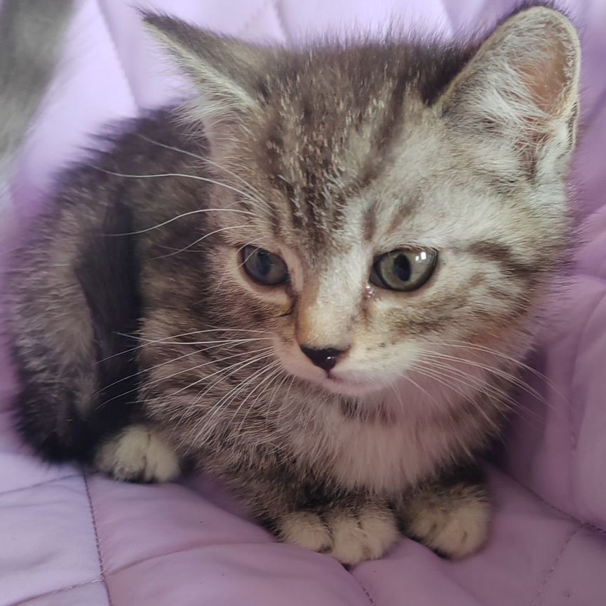 Котёнок в добрые руки
