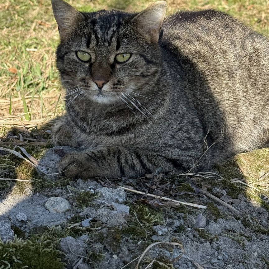 Взрослый кот в добрые руки