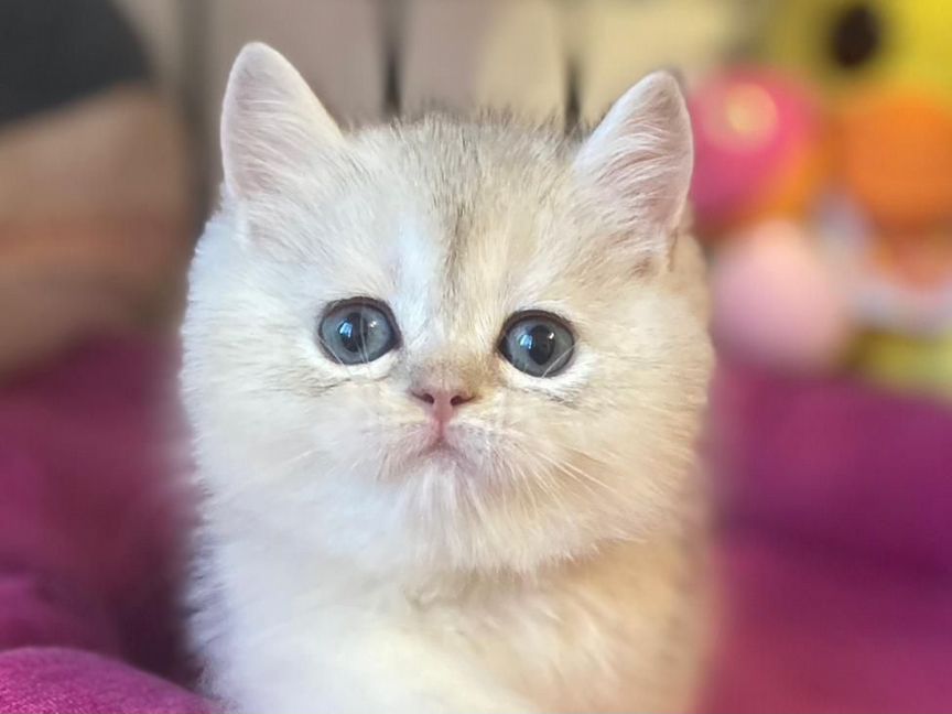 Кот серебристая шиншилла Микки Маус