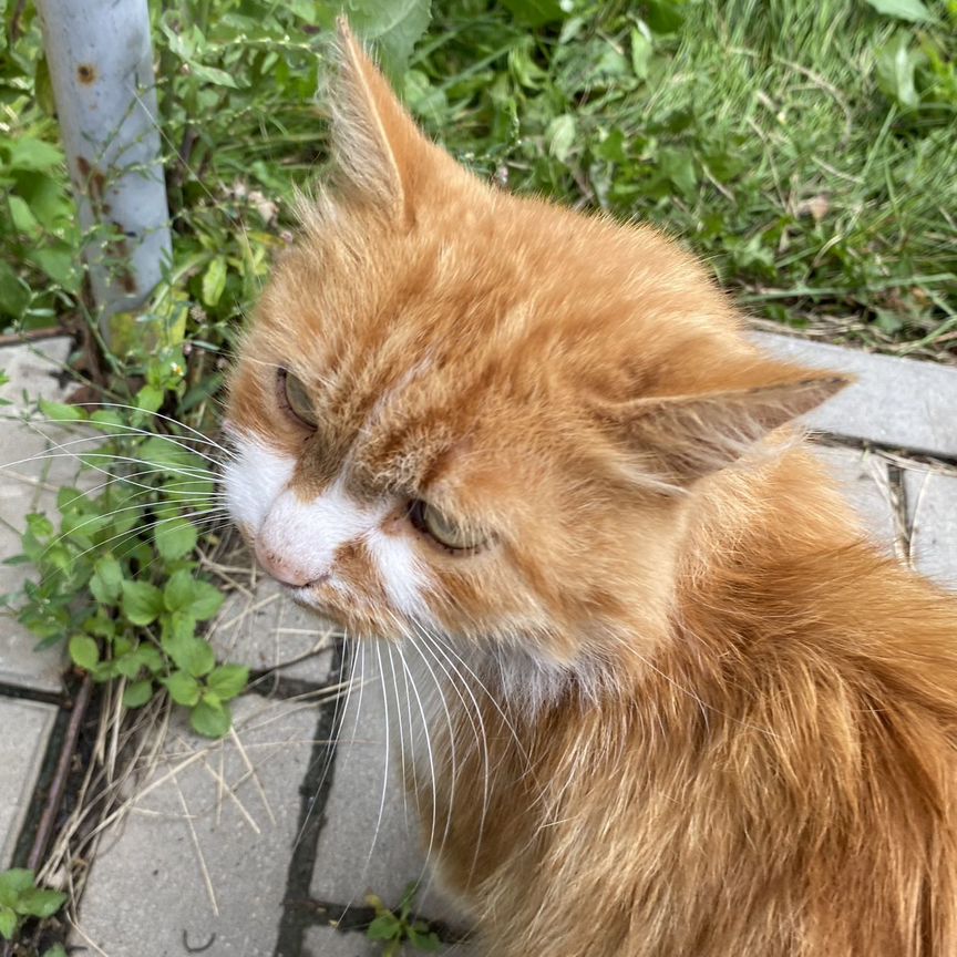 Котик уличный