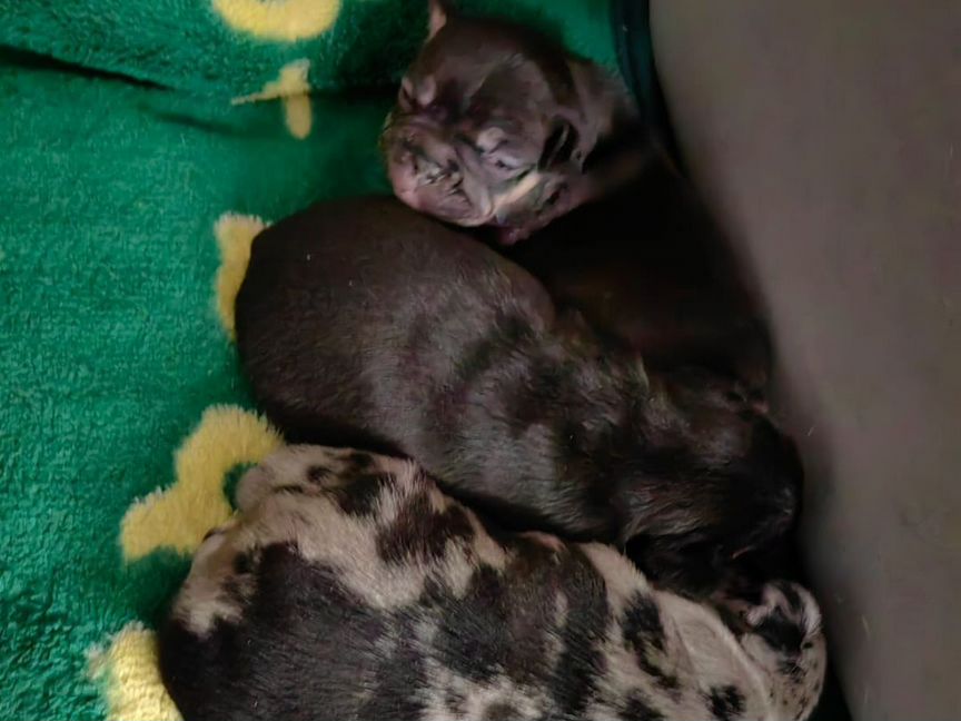 Щенки (описание)