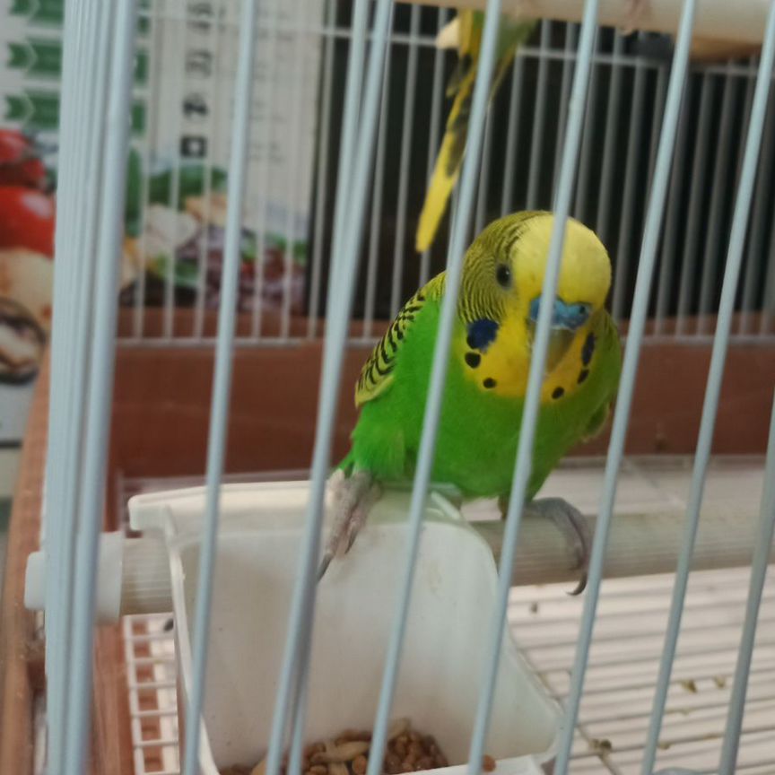 Волнистый попугай с клеткой