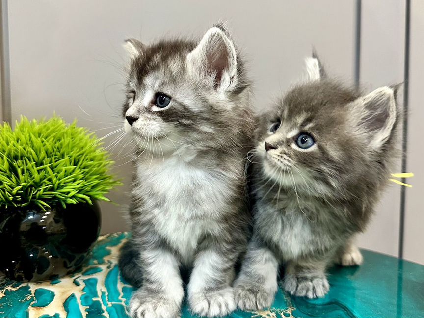 Котята мейн-кун