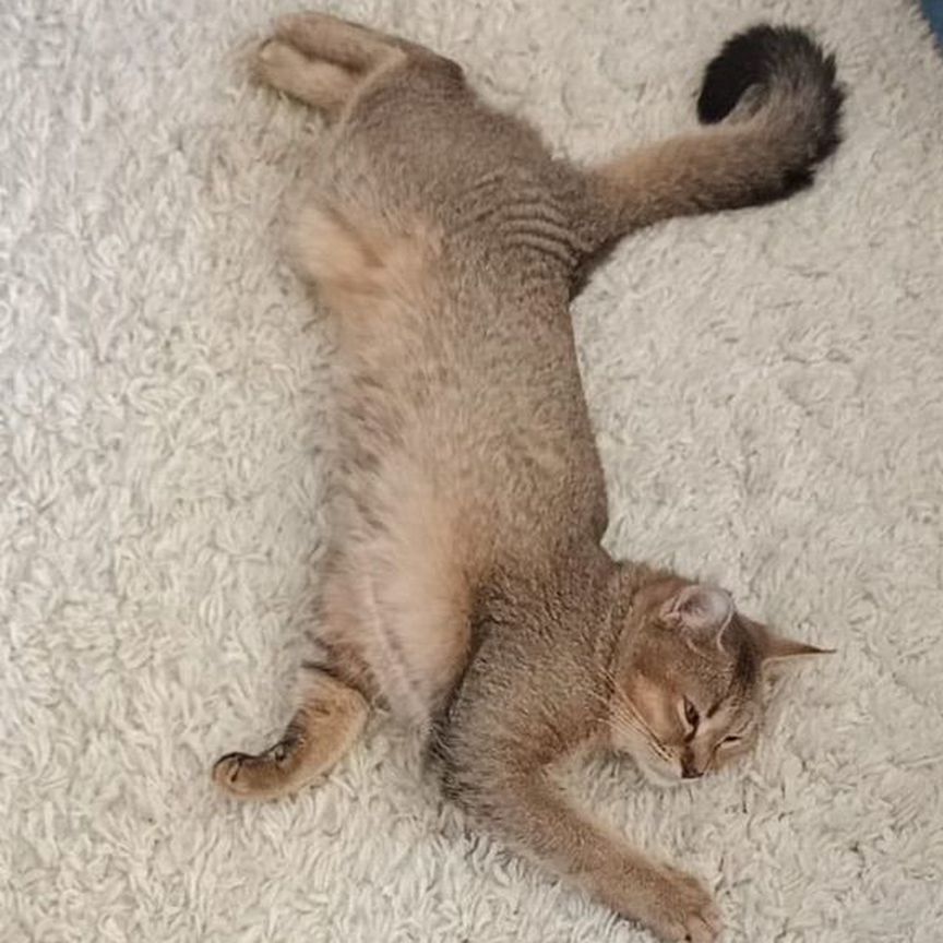 Чаузи котёнок