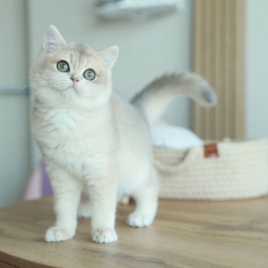 Британский короткошёрстный котёнок