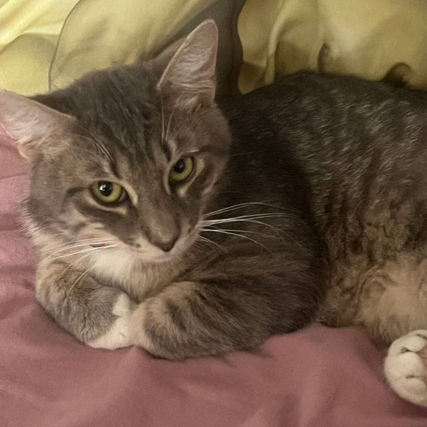Котик