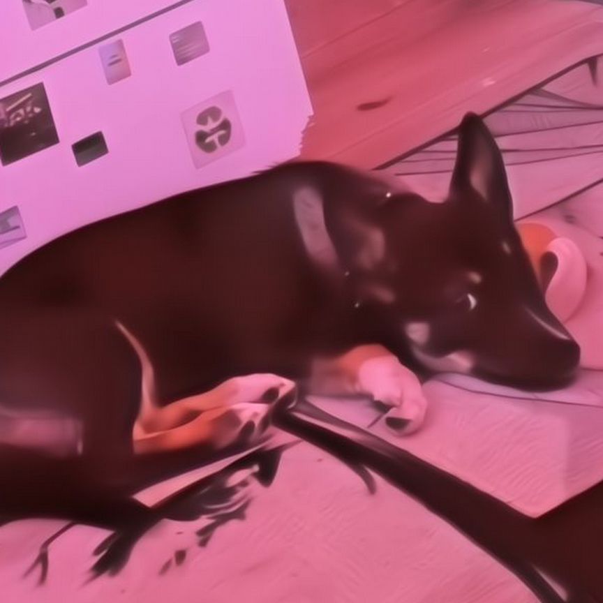 Щенок в добрые руки