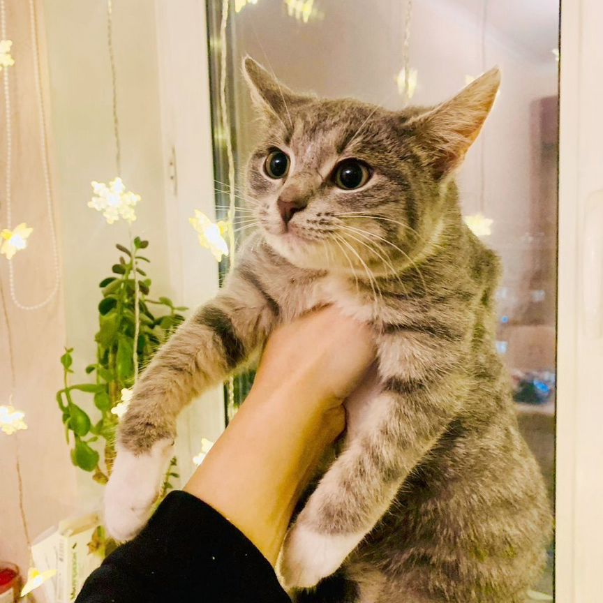 Котенок 3,5 месяца